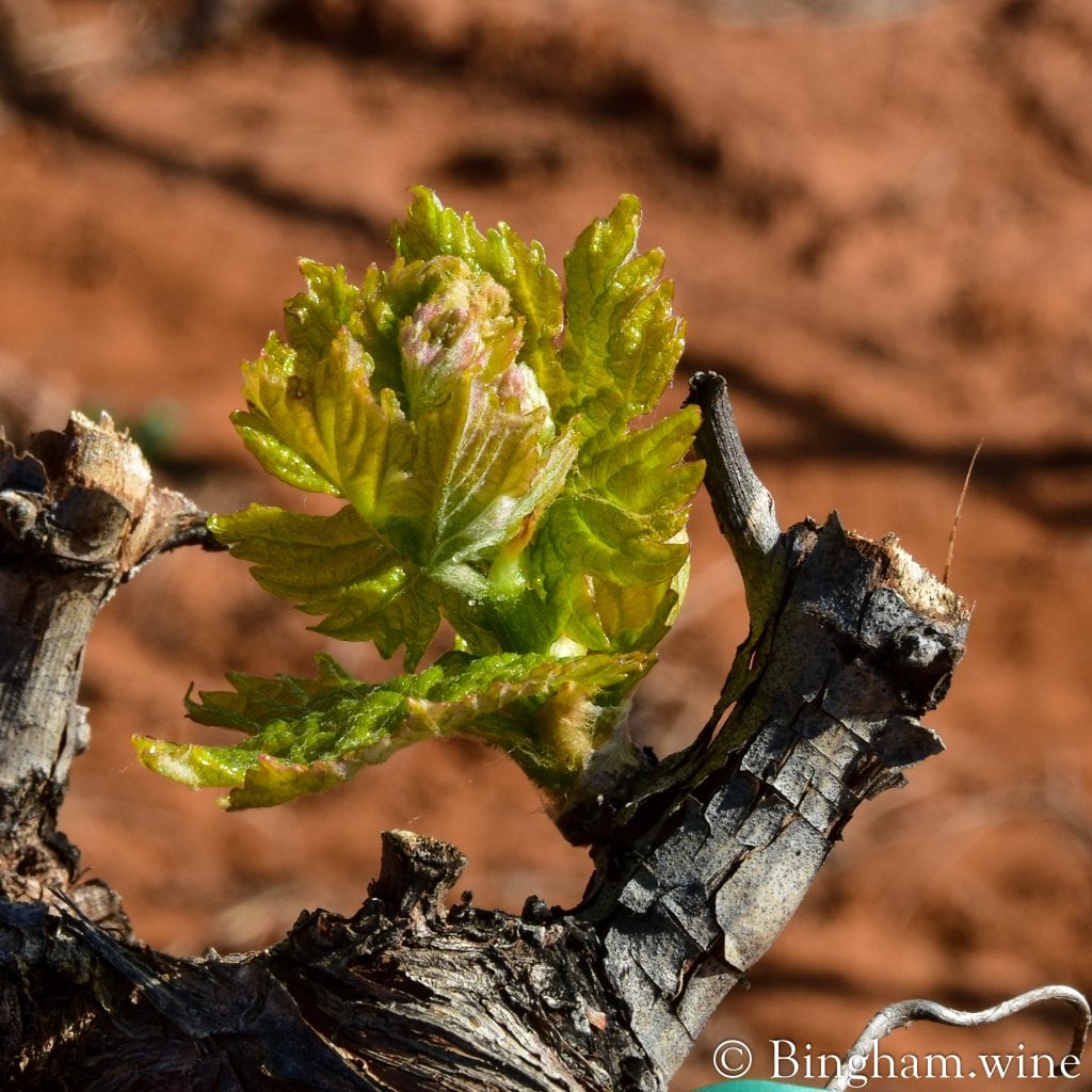 Early Vineyard Buds of Spring | Bingham Family Vineyards