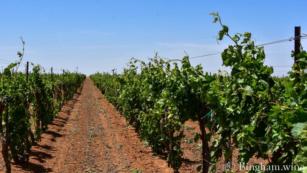 International Tempranillo Day – 2022 | Bingham Vineyards