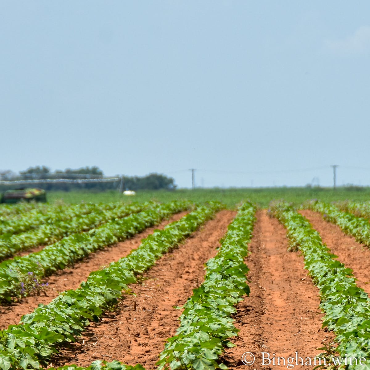 Fighting Weeds in the Organic Cotton | Bingham Family Vineyards