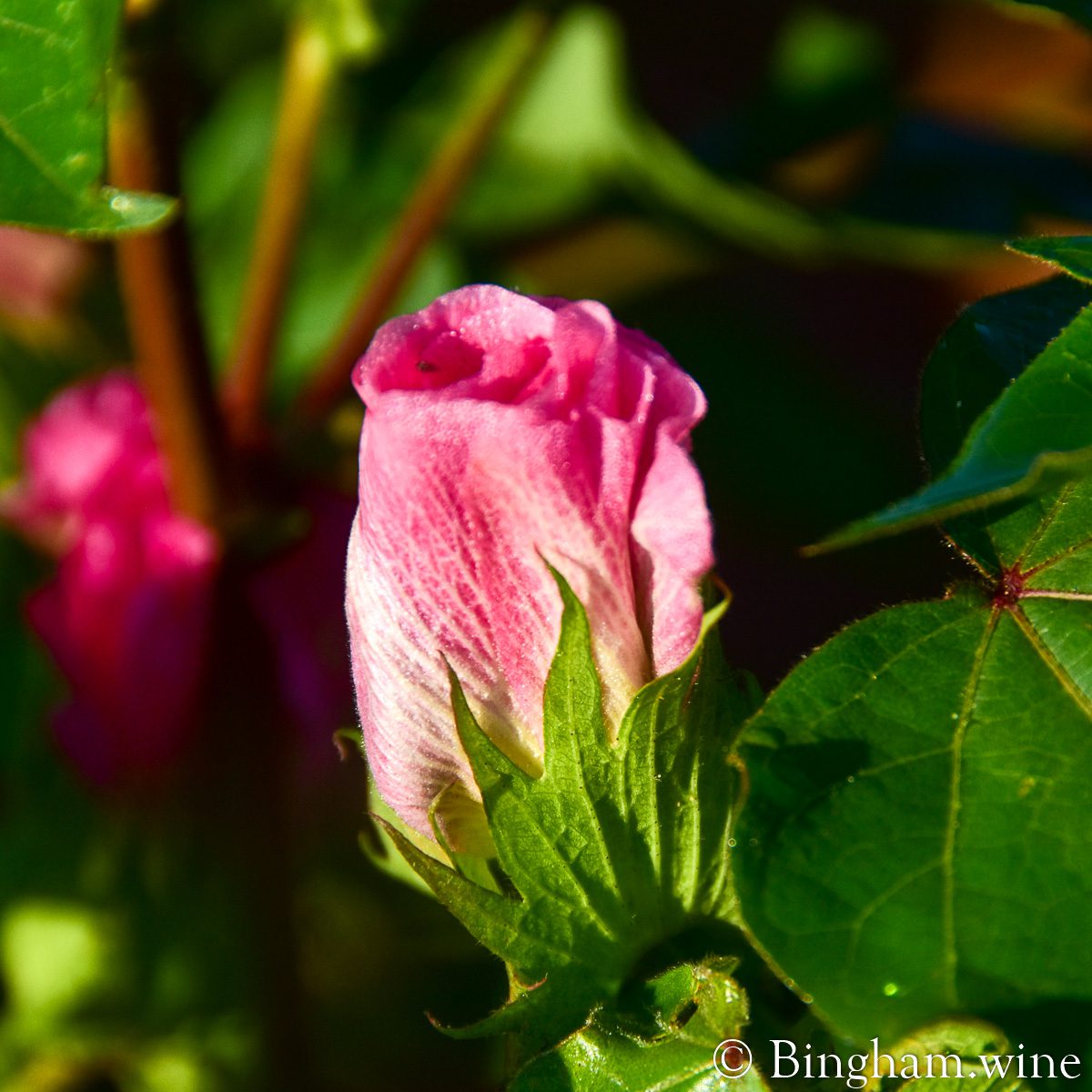 The Cotton is Beginning to Bloom at Bingham Family Organic Farm ...